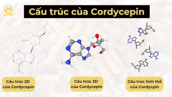 Cordycepin là gì? 10+ Công dụng "vàng" cho sức khỏe & cách sử dụng