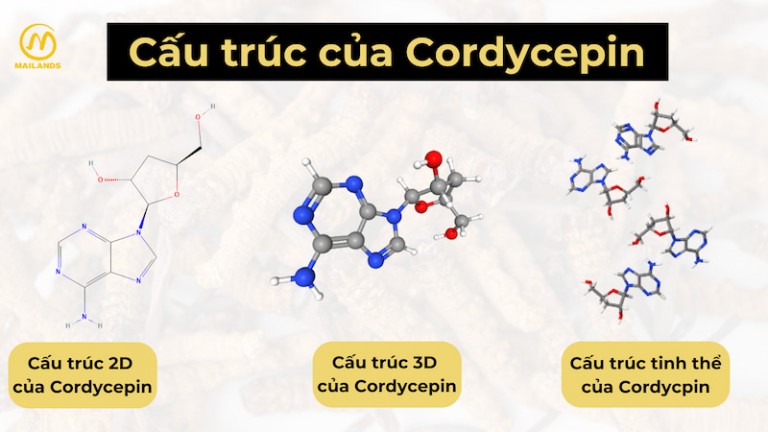 Cordycepin là gì? 10+ Công dụng "vàng" cho sức khỏe & cách sử dụng